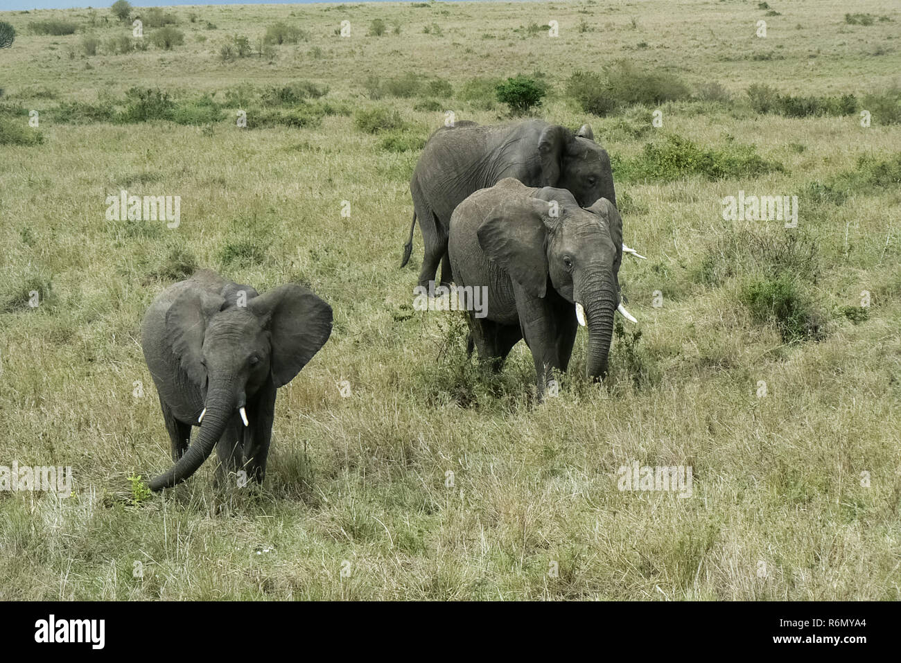 elephants in kenya Stock Photo - Alamy
