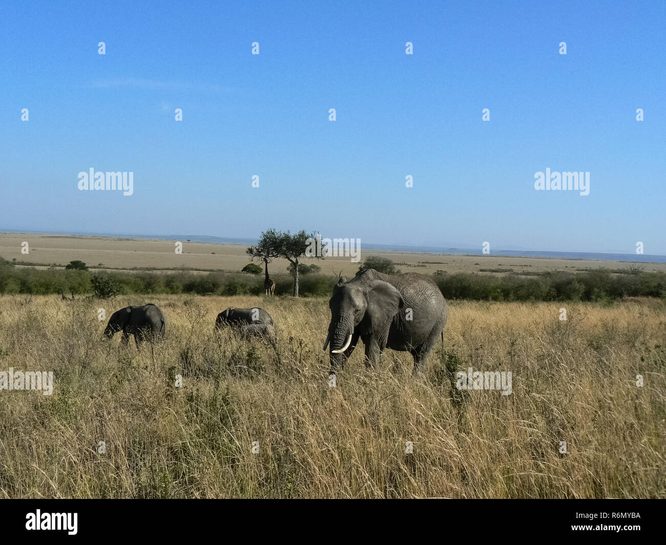elephants in kenya Stock Photo - Alamy