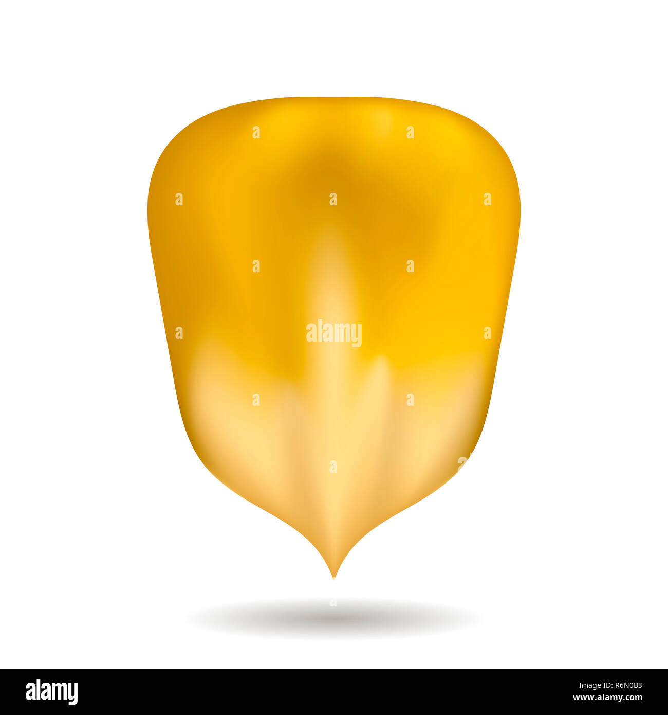 Close up ripe corncob Cut Out Stock Images & Pictures - Alamy