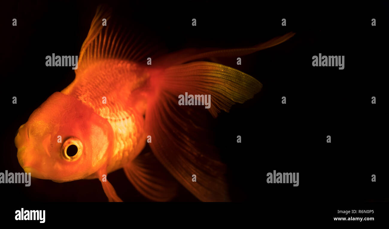 Single adult goldfish with fins swimming in aquarium isolated on black ...