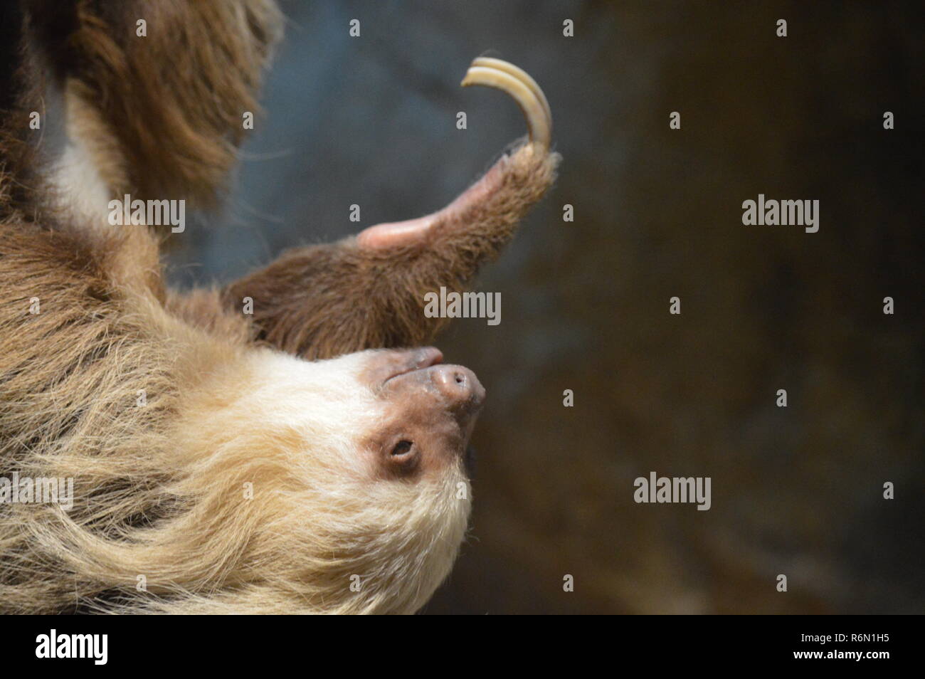Feeding a sloth hi-res stock photography and images - Alamy