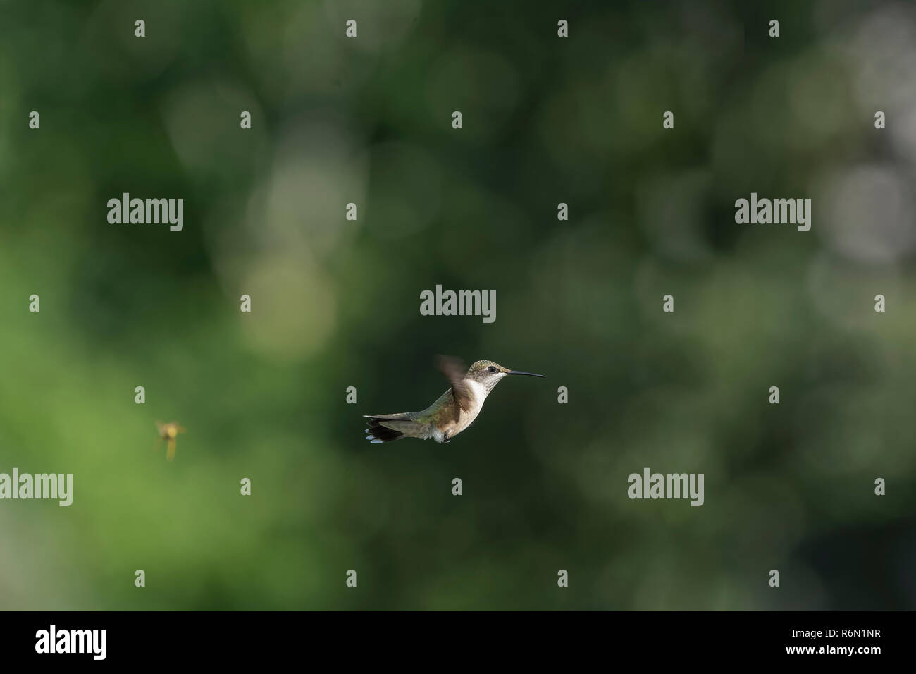 Ruby-throated Hummingbird running from a Yellow Jacket wasp Stock Photo ...