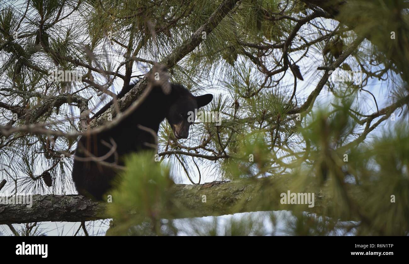 A black bear lays in a tree at the Soundside playground on Hurlburt ...