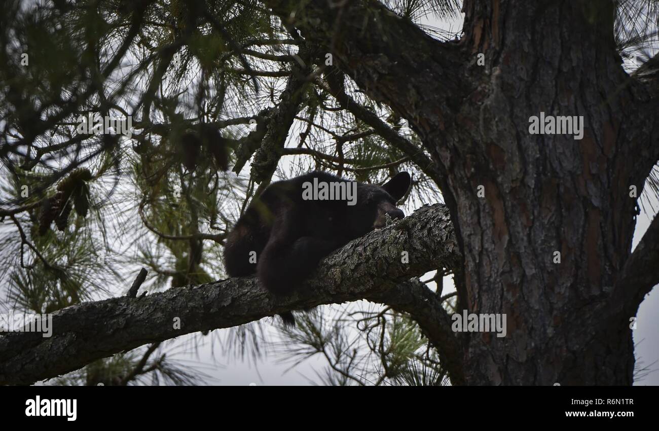 A black bear lays in a tree at the Soundside playground on Hurlburt ...