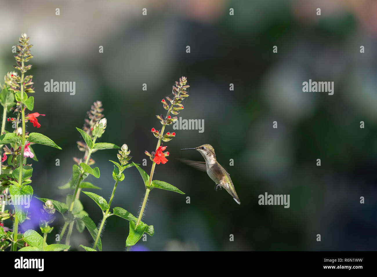 Ruby-throated Hummingbird flying in the garden. Looks like he is ready ...
