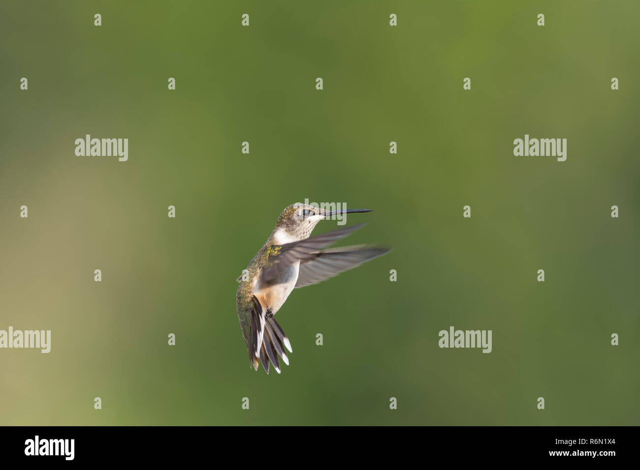 Ruby-throated Hummingbird flying in the garden Stock Photo - Alamy