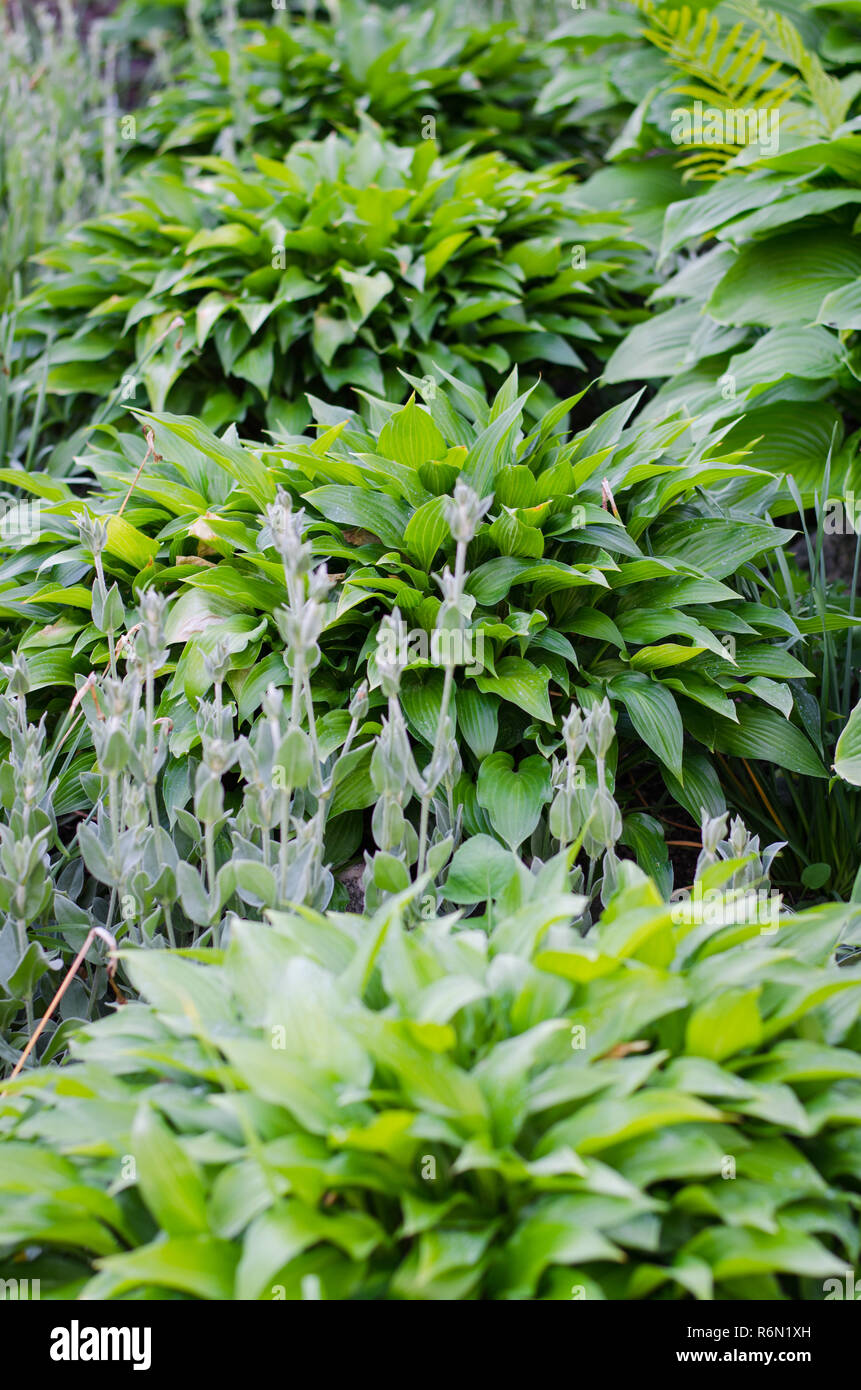 Hosta in flower bed border hi-res stock photography and images - Alamy