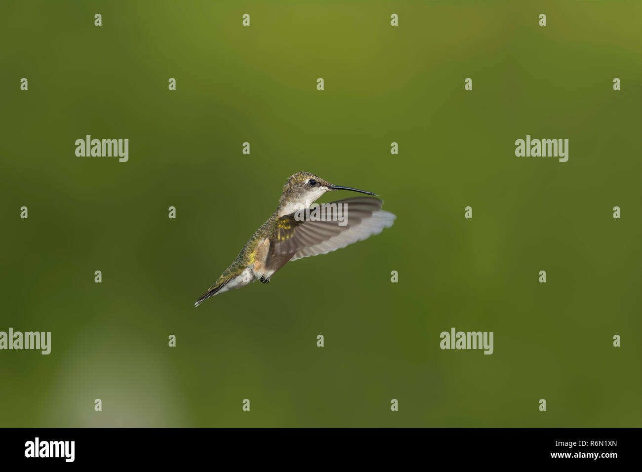 Ruby-throated Hummingbird flying in the garden Stock Photo - Alamy