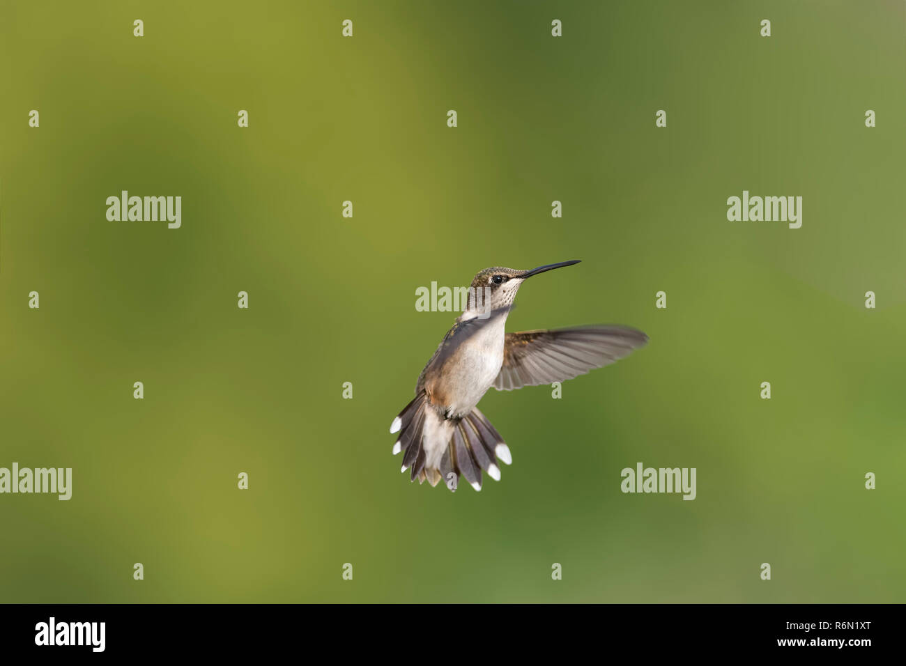 Ruby-throated Hummingbird flying in the garden Stock Photo - Alamy