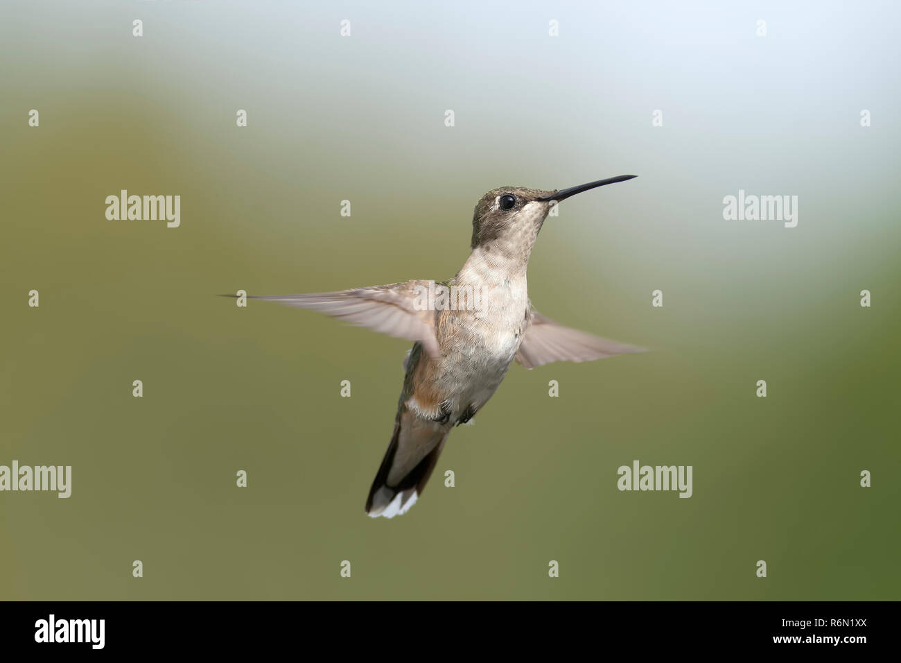 Ruby-throated Hummingbird flying in the garden Stock Photo - Alamy