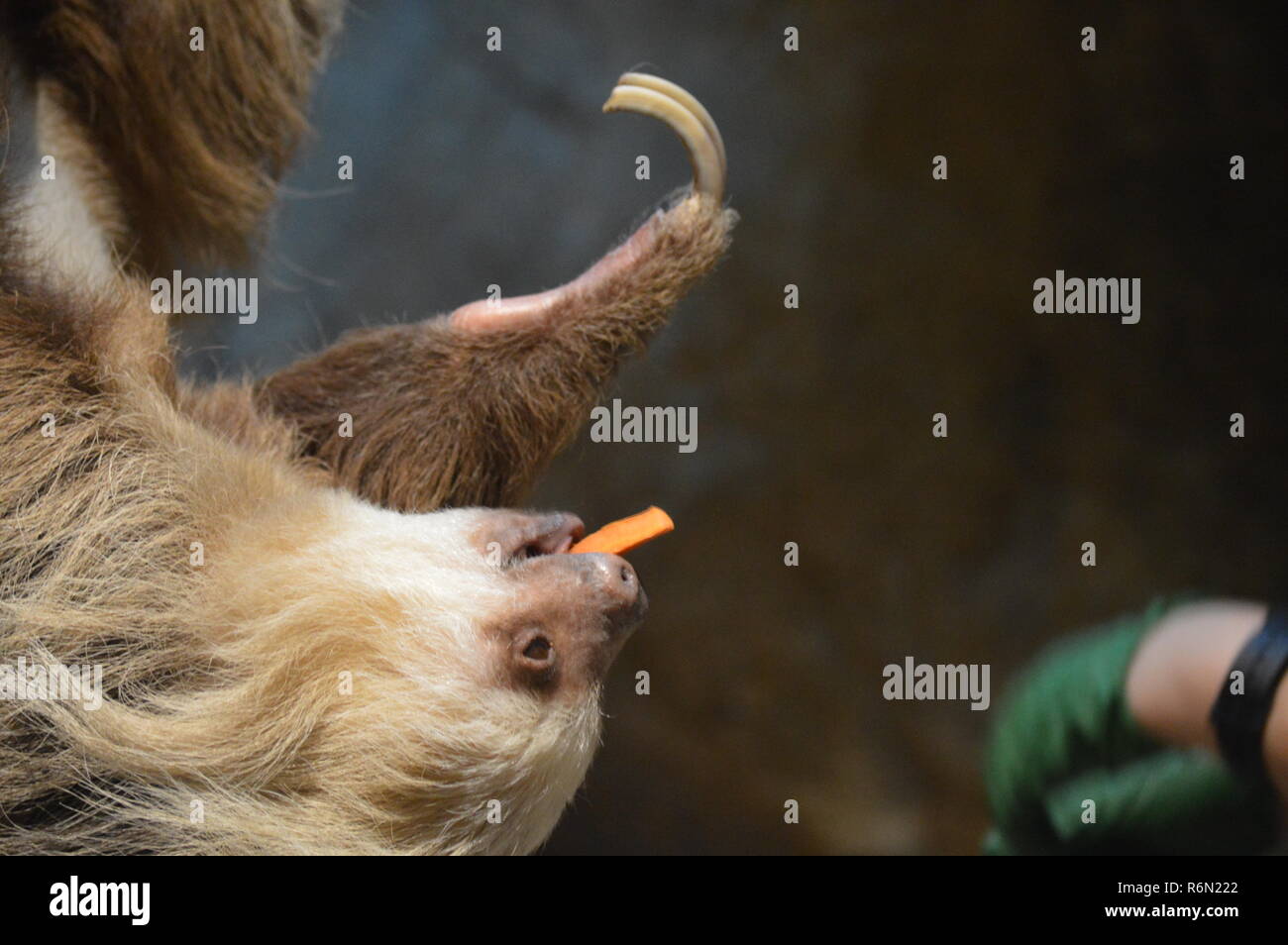 Feeding a sloth hi-res stock photography and images - Alamy