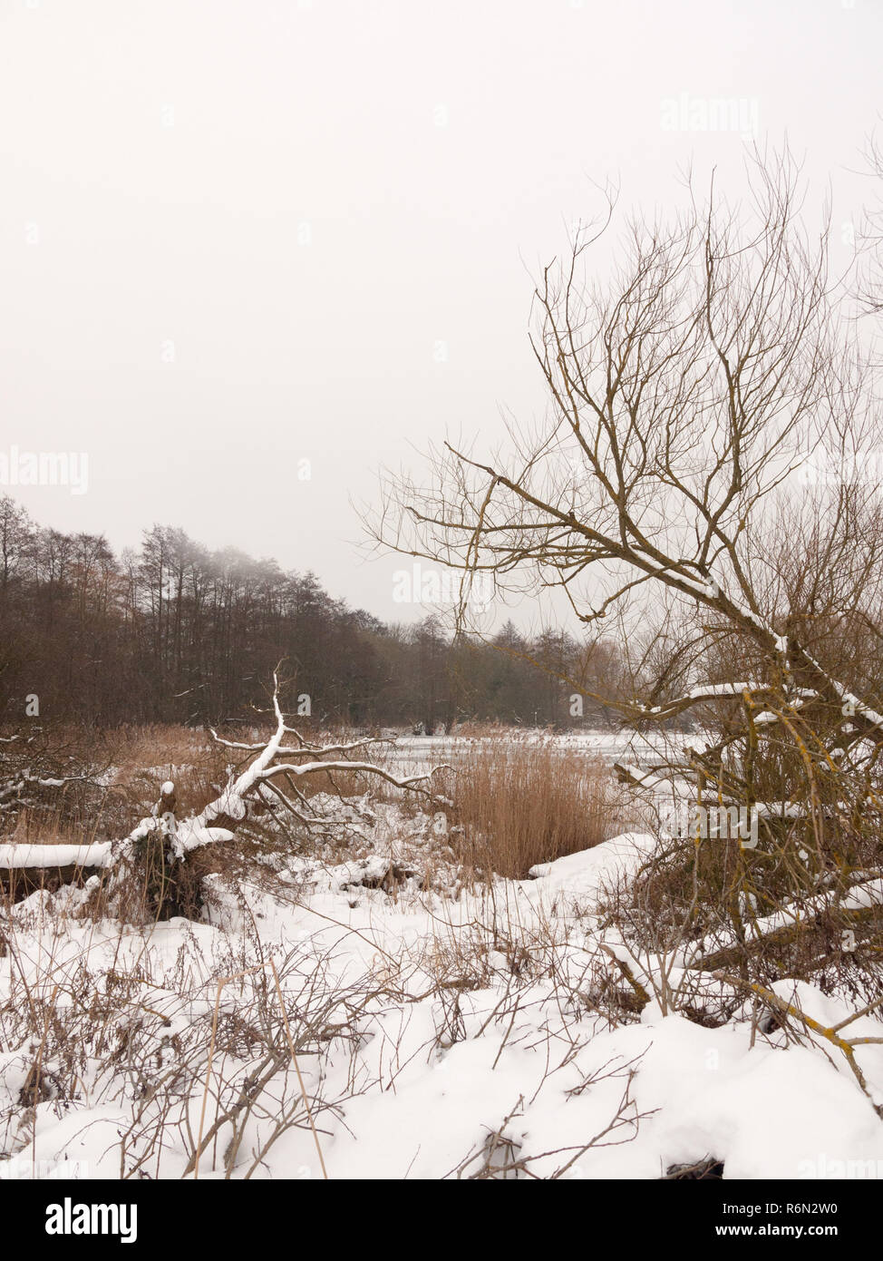 snow covered fall tree bark outside cold nature winter scene Stock ...