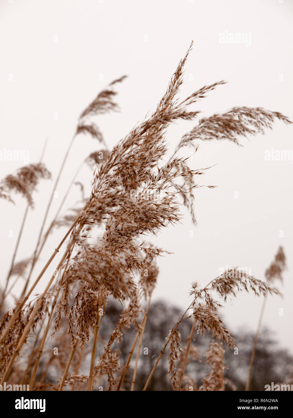 reeds outside with white sky snow background nature winter close up ...