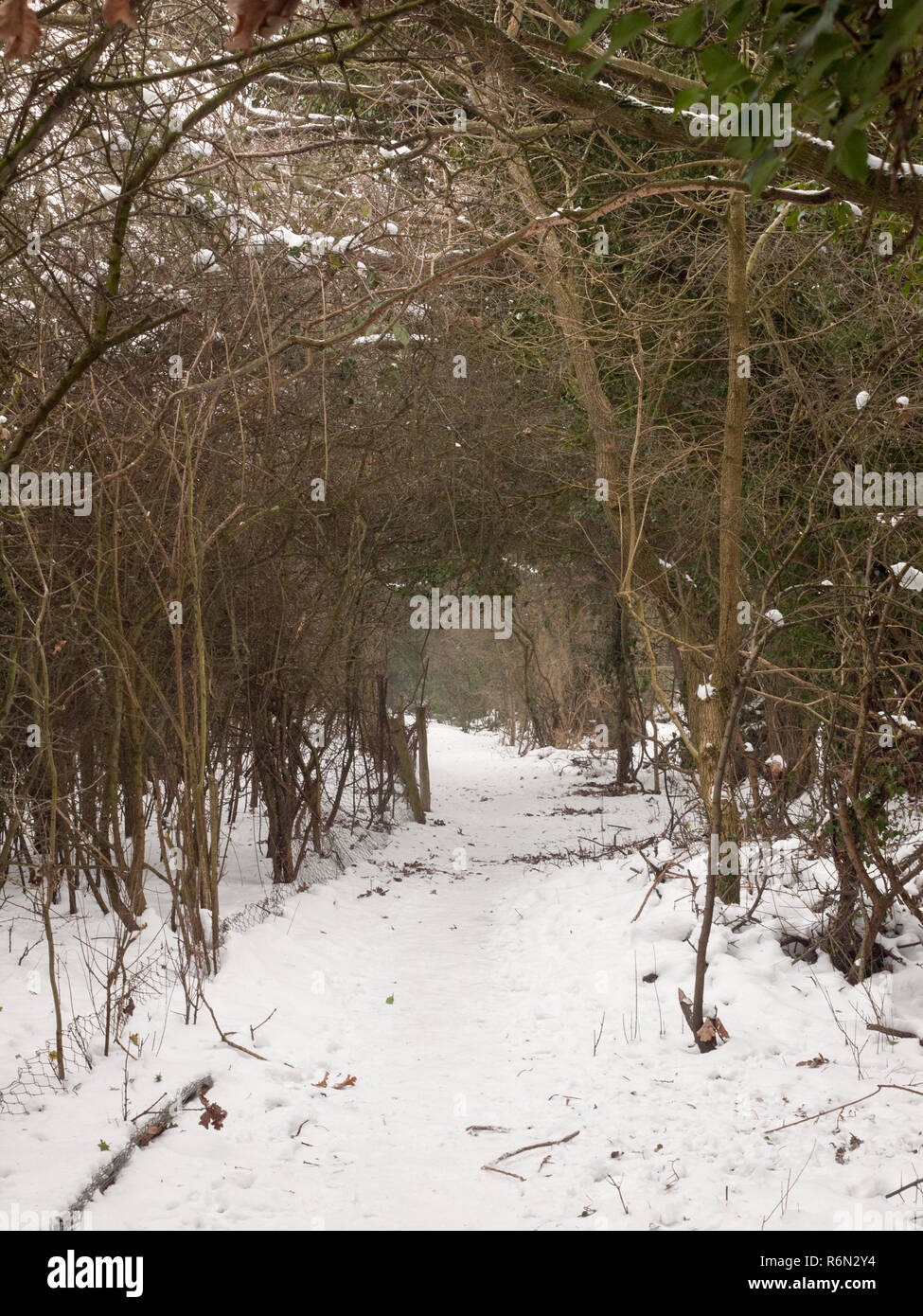 snow covered walkway through forest outside nature winter cold Stock ...