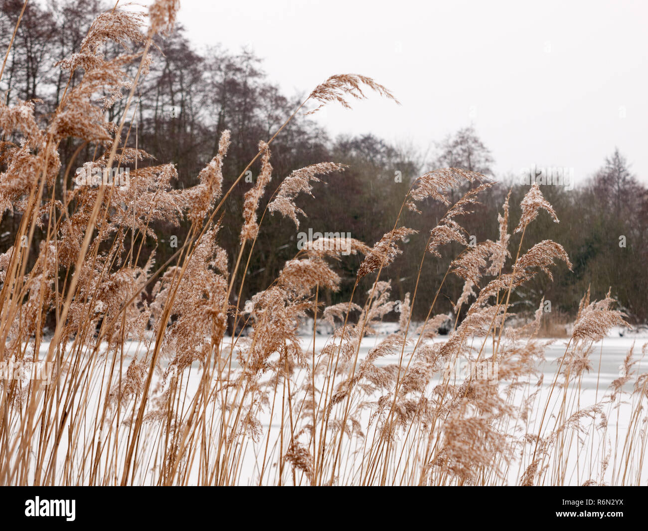 reeds outside with white sky snow background nature winter Stock Photo ...
