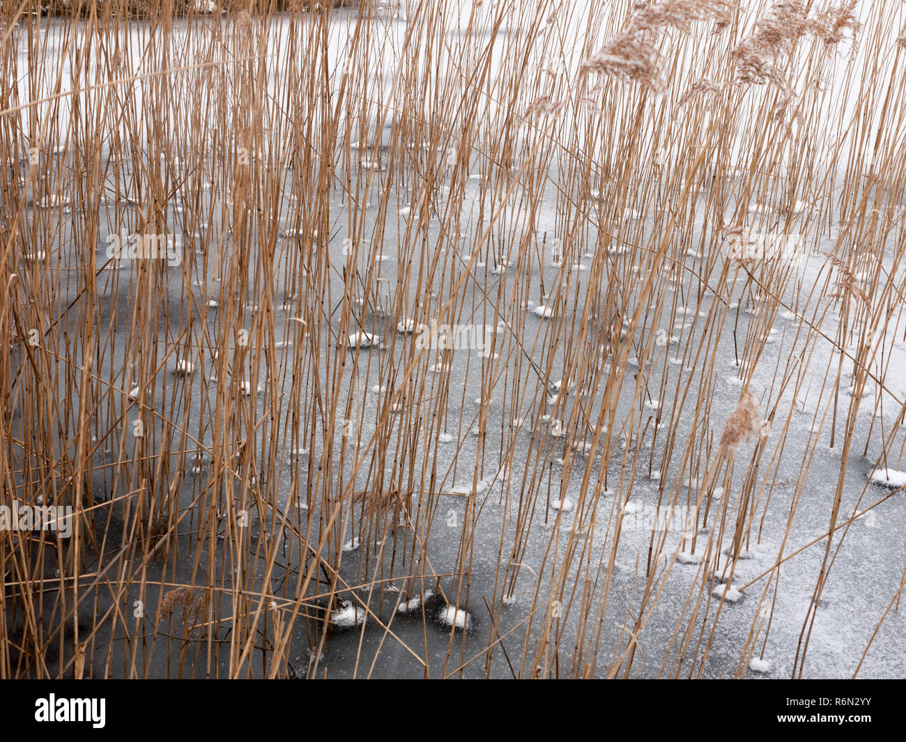 reeds standing frozen lake water surface outside nature winter cold ...