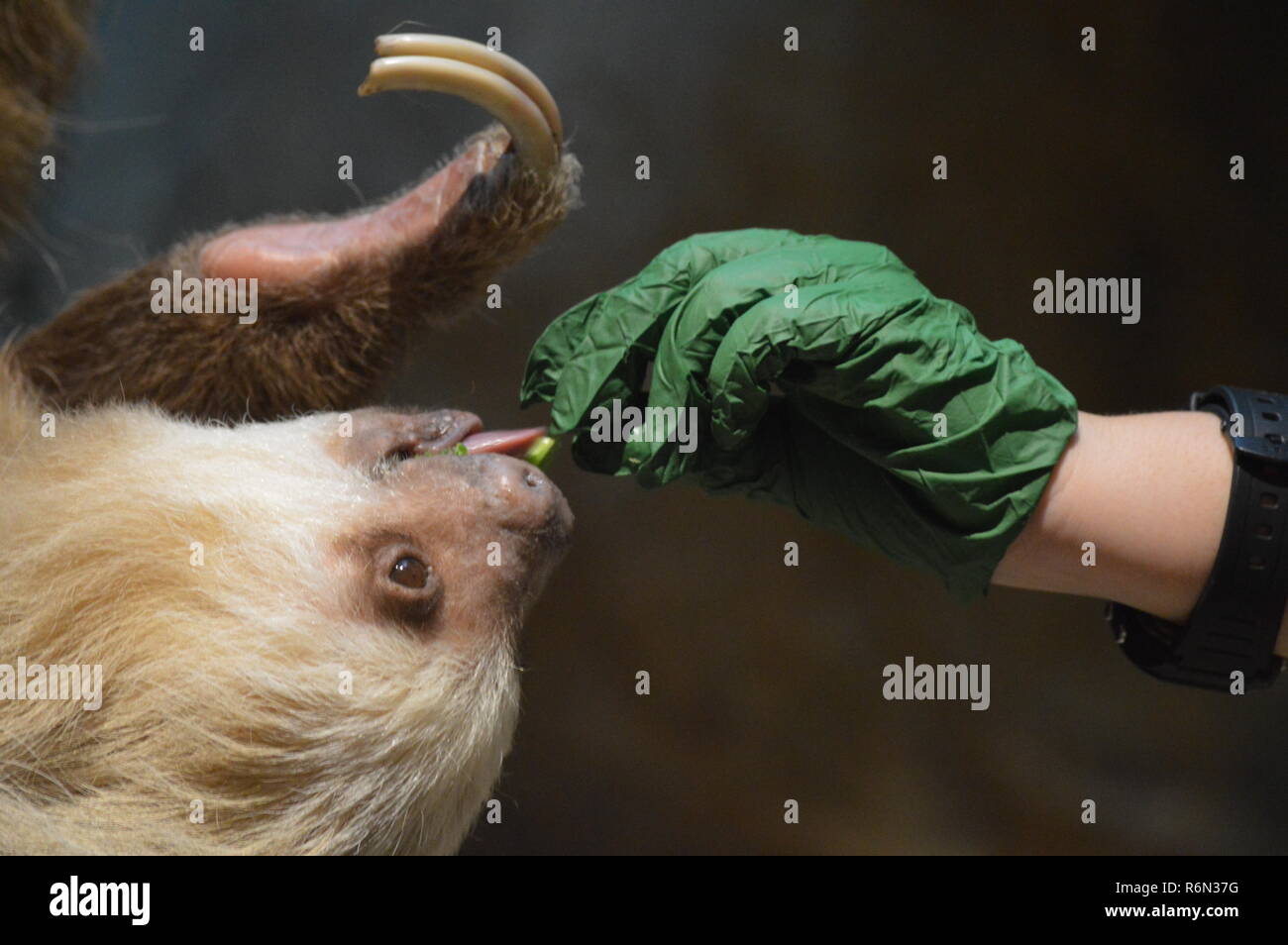 Sloth in a branch Stock Photo - Alamy