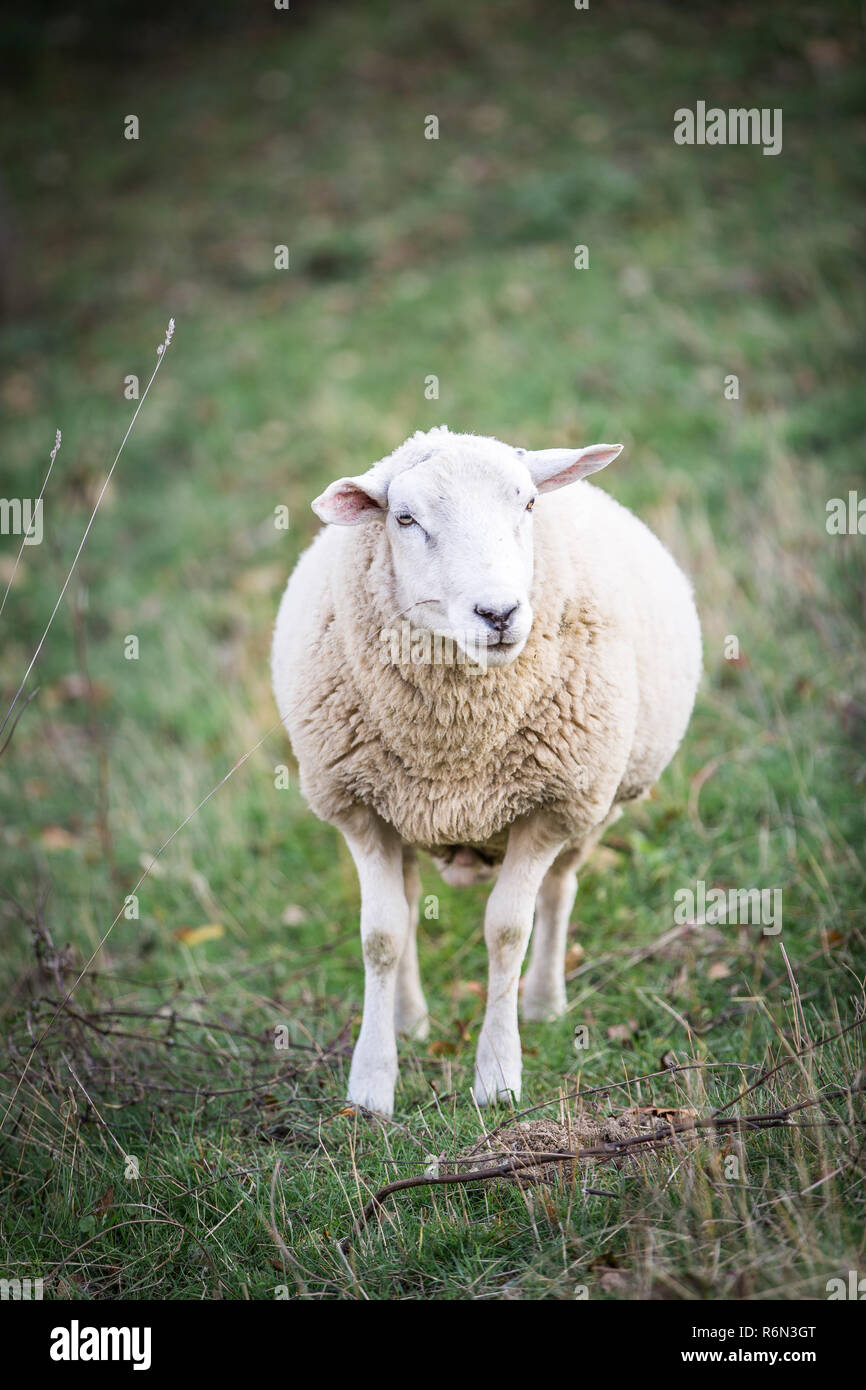 Austria sheep hi-res stock photography and images - Alamy