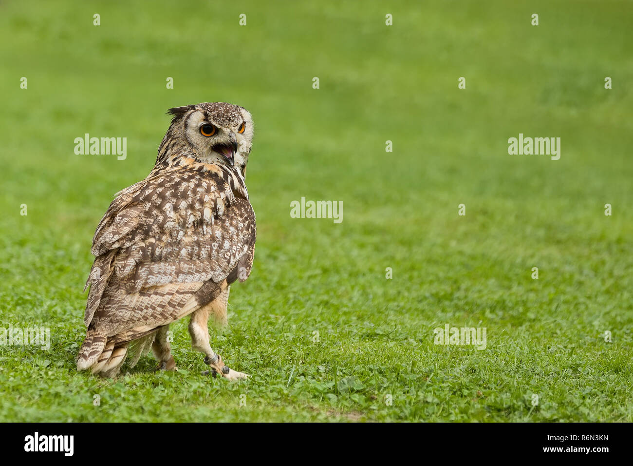 Eurasian Eagle Owl (Bubo bubo Stock Photo - Alamy