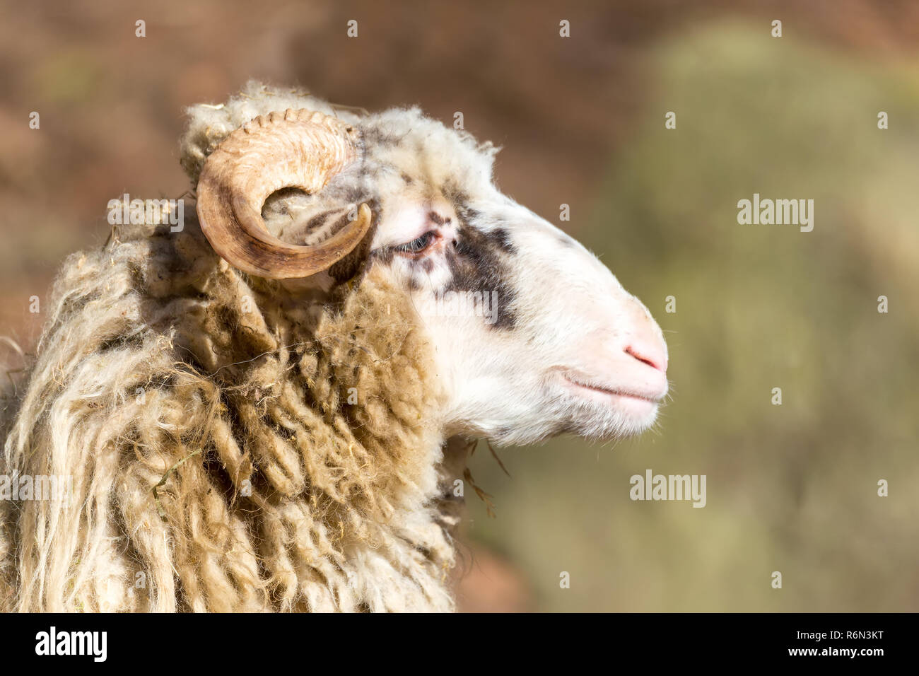 White ram sheep long horns hi-res stock photography and images - Alamy