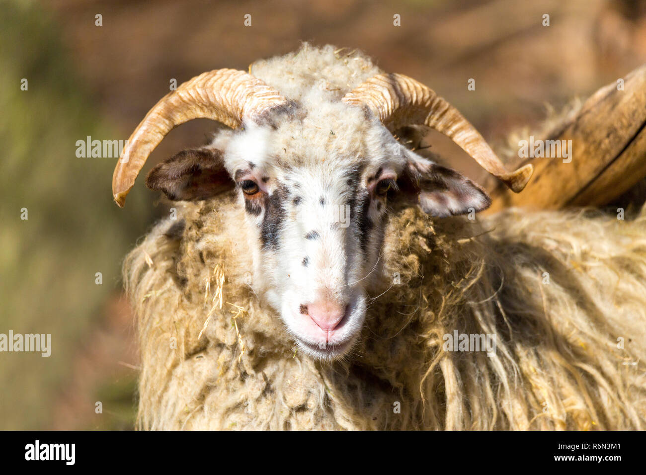 White ram sheep long horns hi-res stock photography and images - Alamy