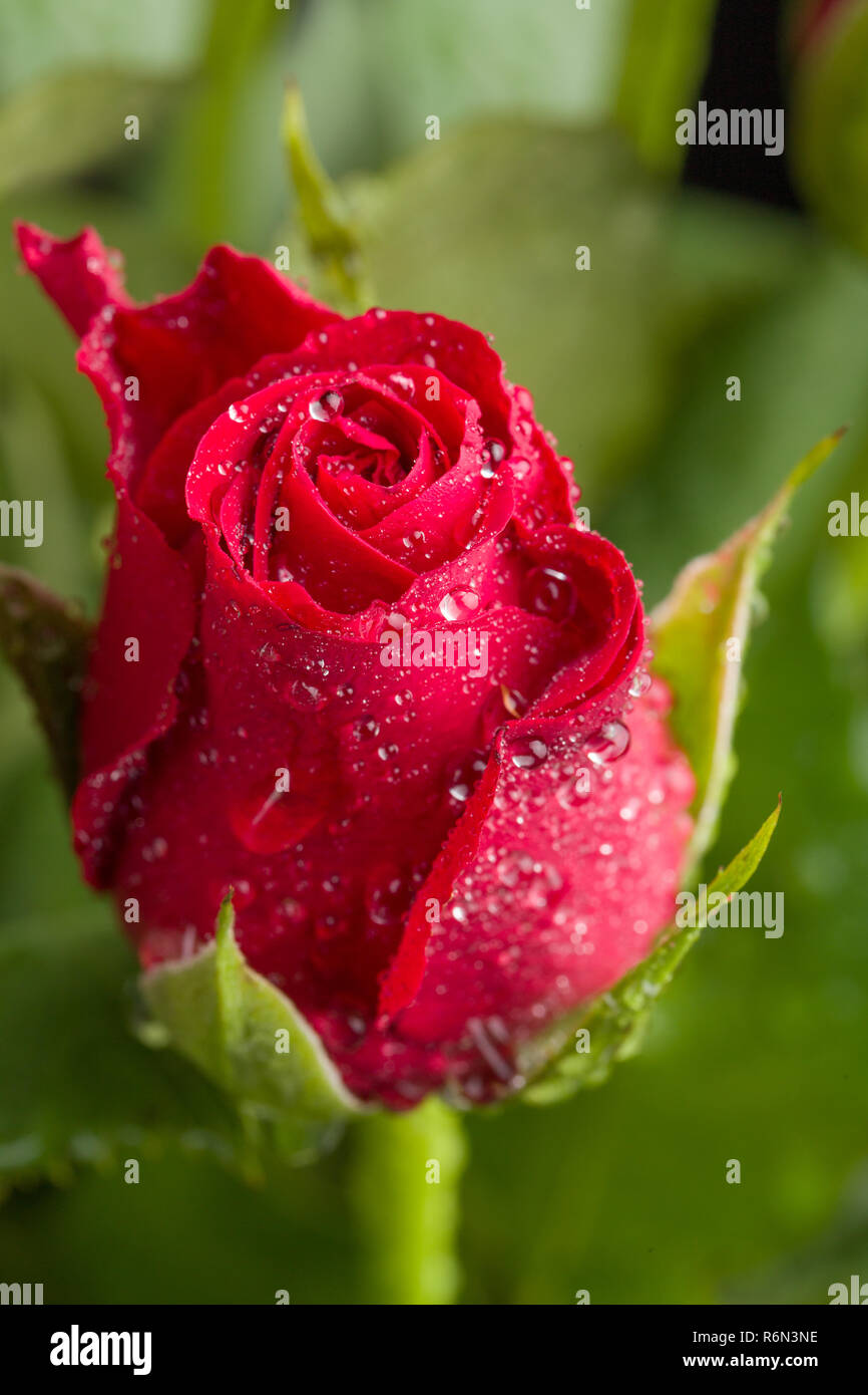 bouquet fresh red roses Stock Photo - Alamy