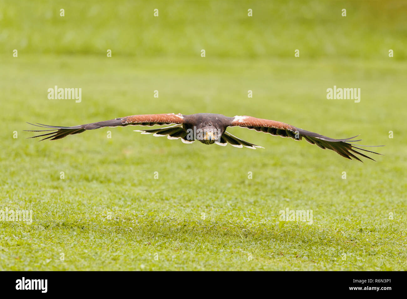 trained bird falcon flying in nature Stock Photo - Alamy