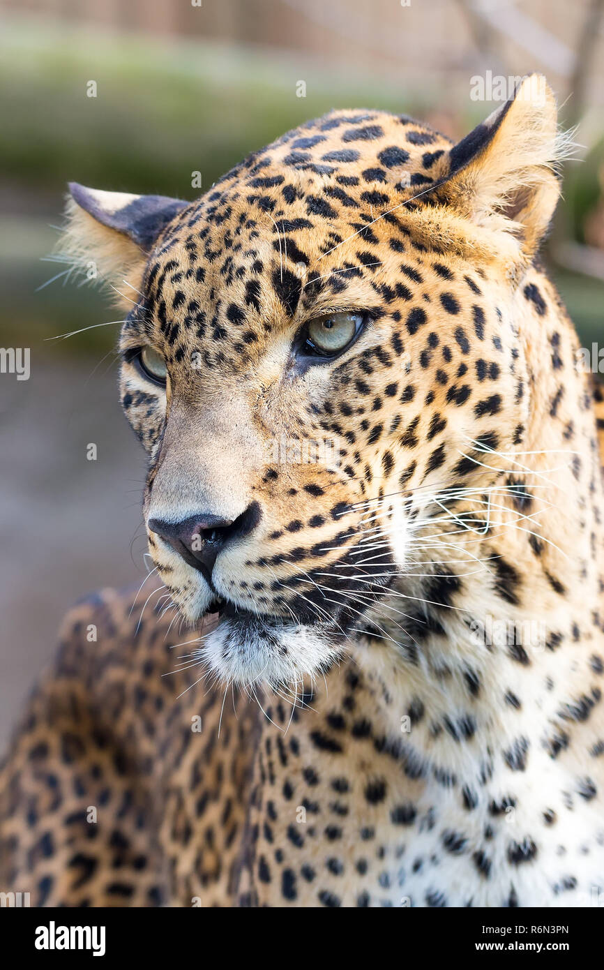 cejlon Sri Lankan leopard, (Panthera pardus kotiya Stock Photo - Alamy