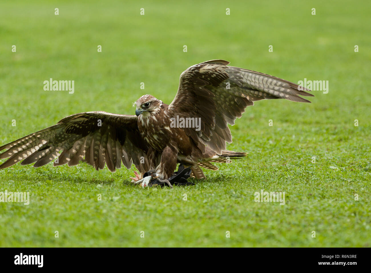 trained bird falcon flying in nature Stock Photo - Alamy