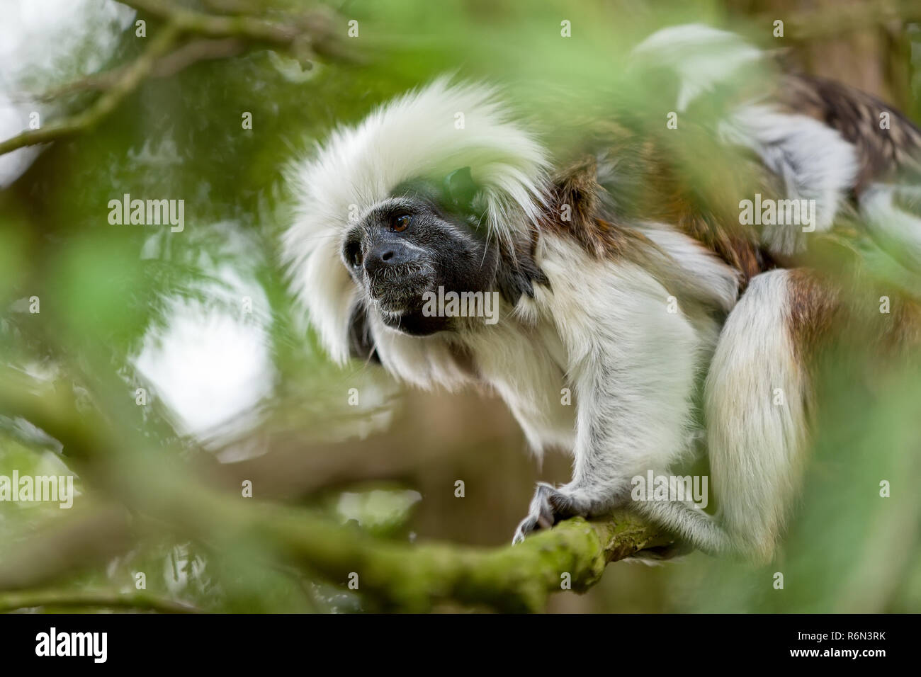 tamarin family with small baby Stock Photo - Alamy