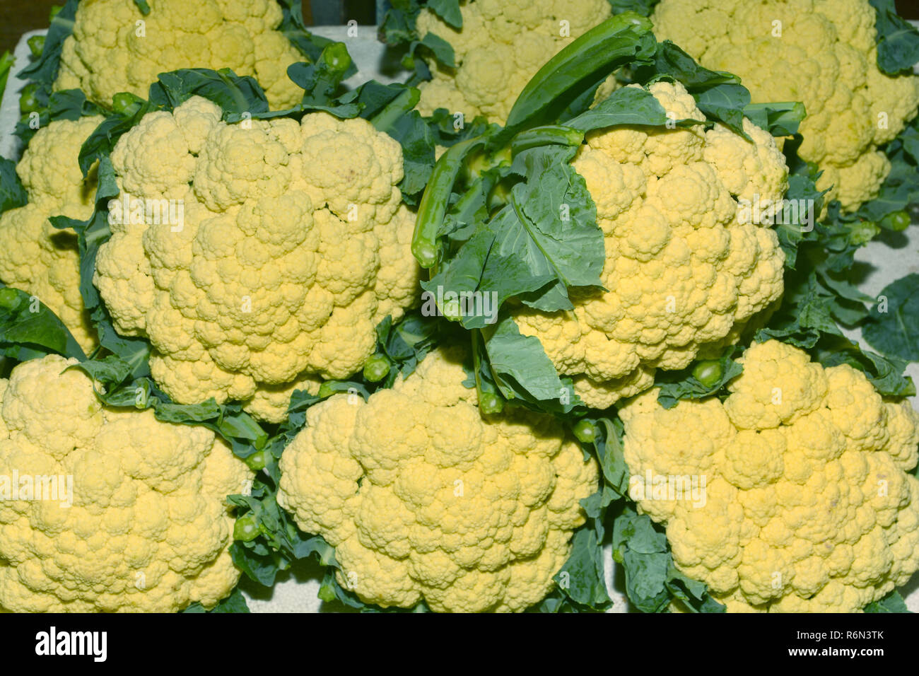 Group of cauliflower Stock Photo - Alamy