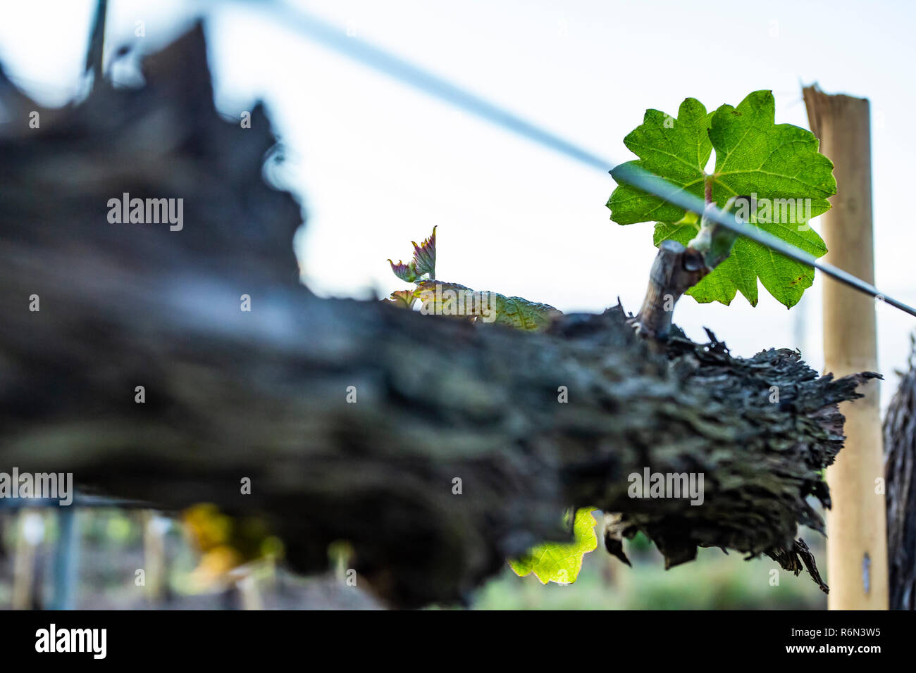 Grape tree pruning. Pruned and trimmed for growth to harvest. View on ...