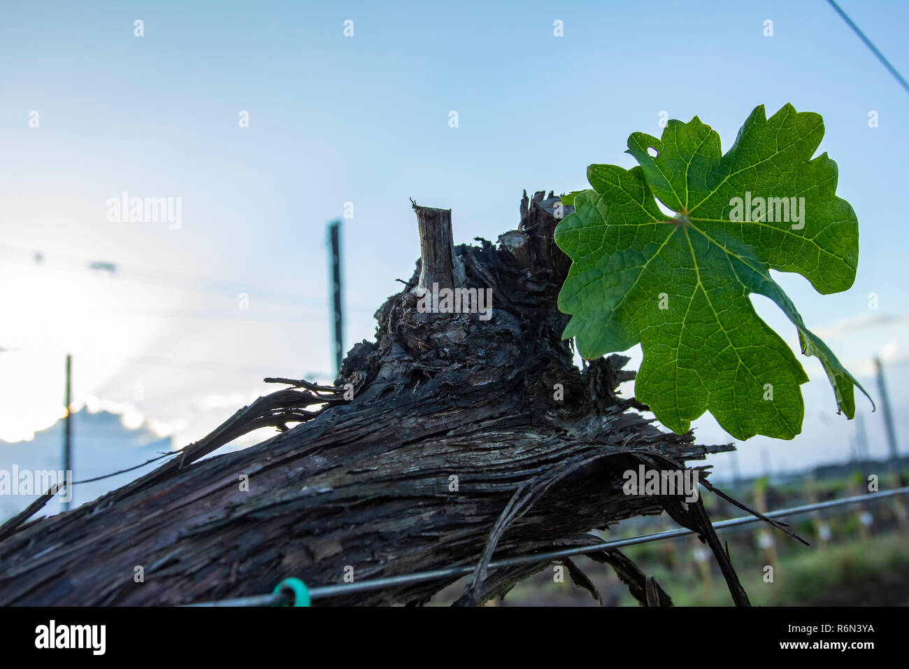 Grape tree pruning. Pruned and trimmed for growth to harvest. View on ...