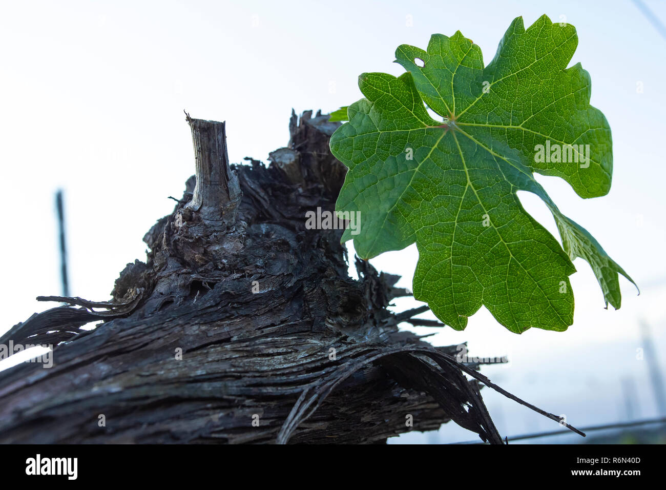 Grape tree pruning. Pruned and trimmed for growth to harvest. View on ...