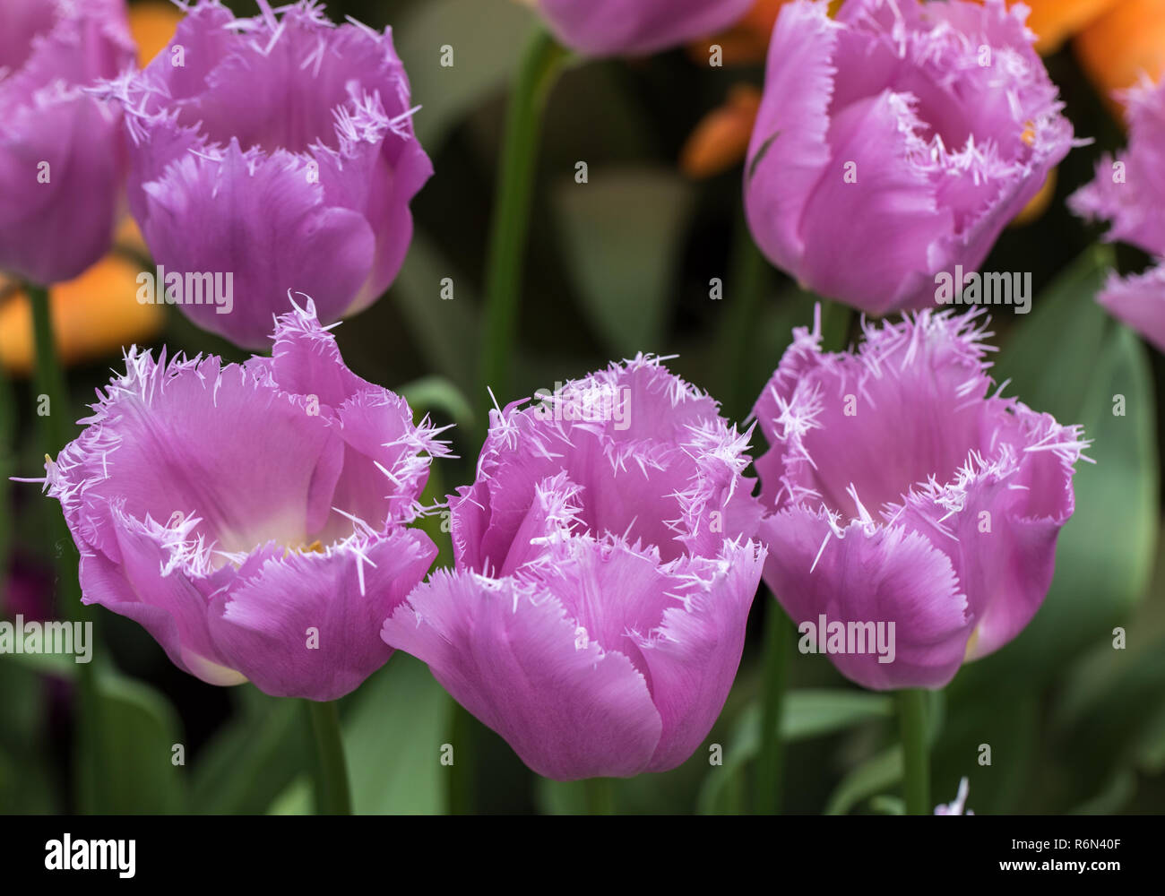 Fringed tulips blooming in a garden. Fringed tulips got their name from ...