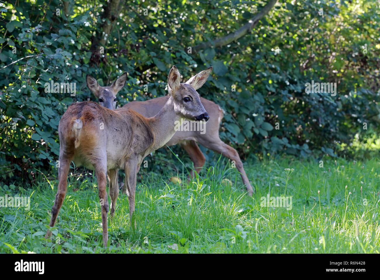 Nosey deer hi-res stock photography and images - Alamy