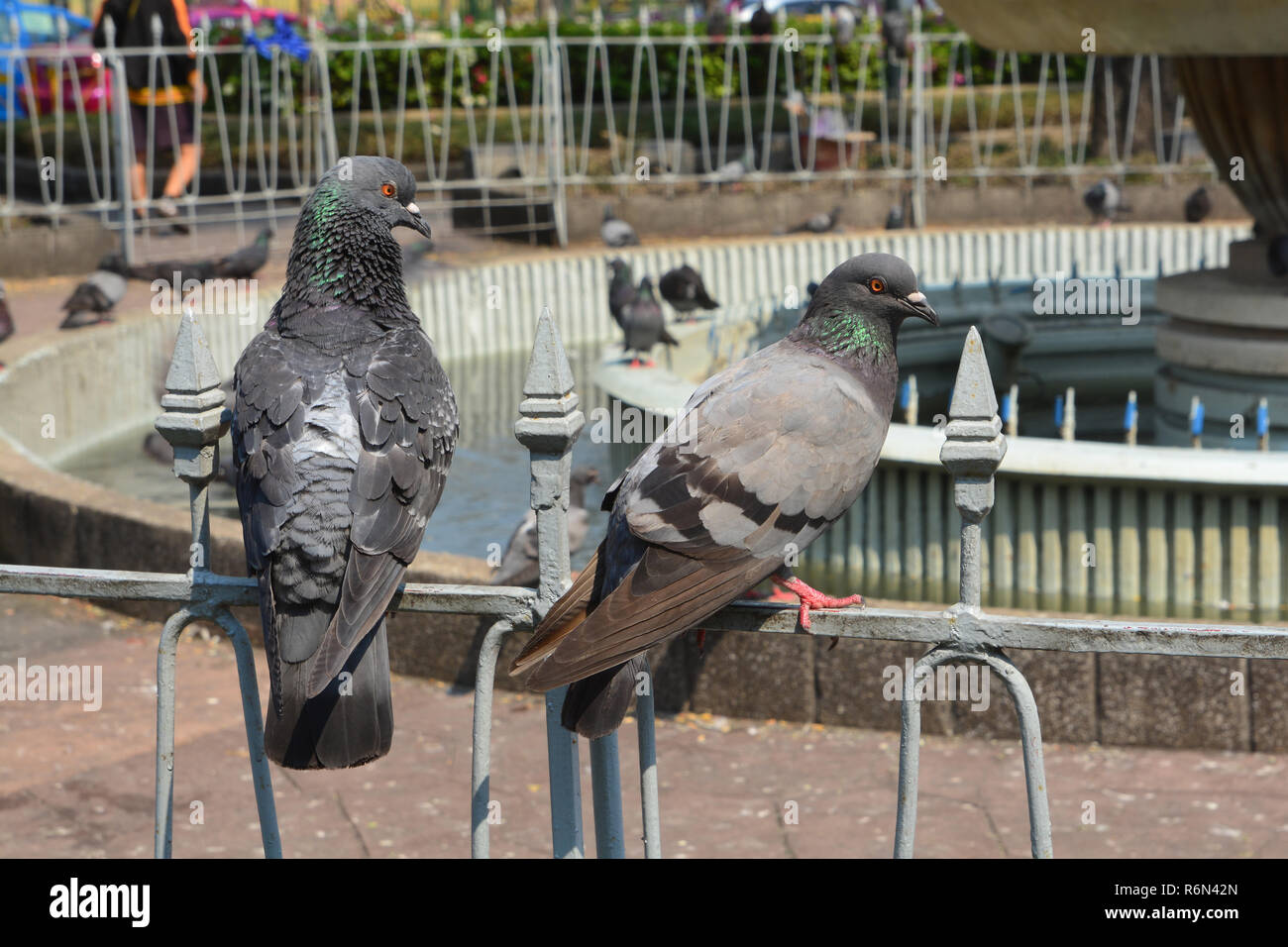 Curios pigeon hi-res stock photography and images - Alamy