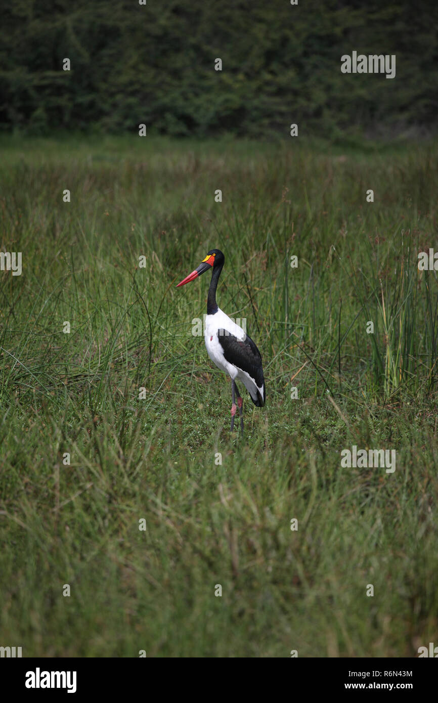 Wild African Bird in African Botswana savannah Stock Photo - Alamy