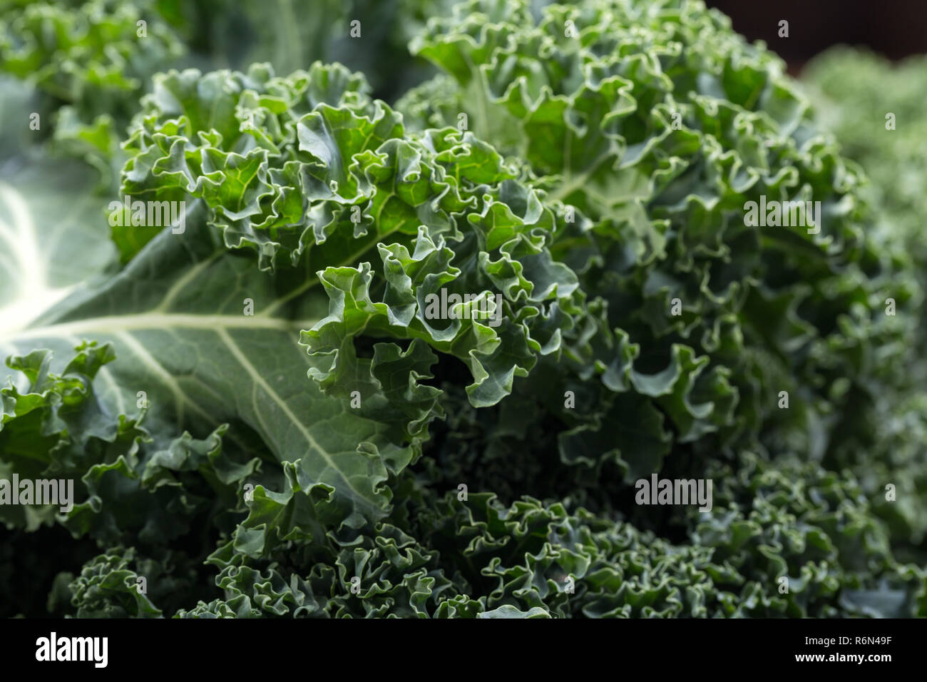 A healthy fresh curly kale Stock Photo - Alamy