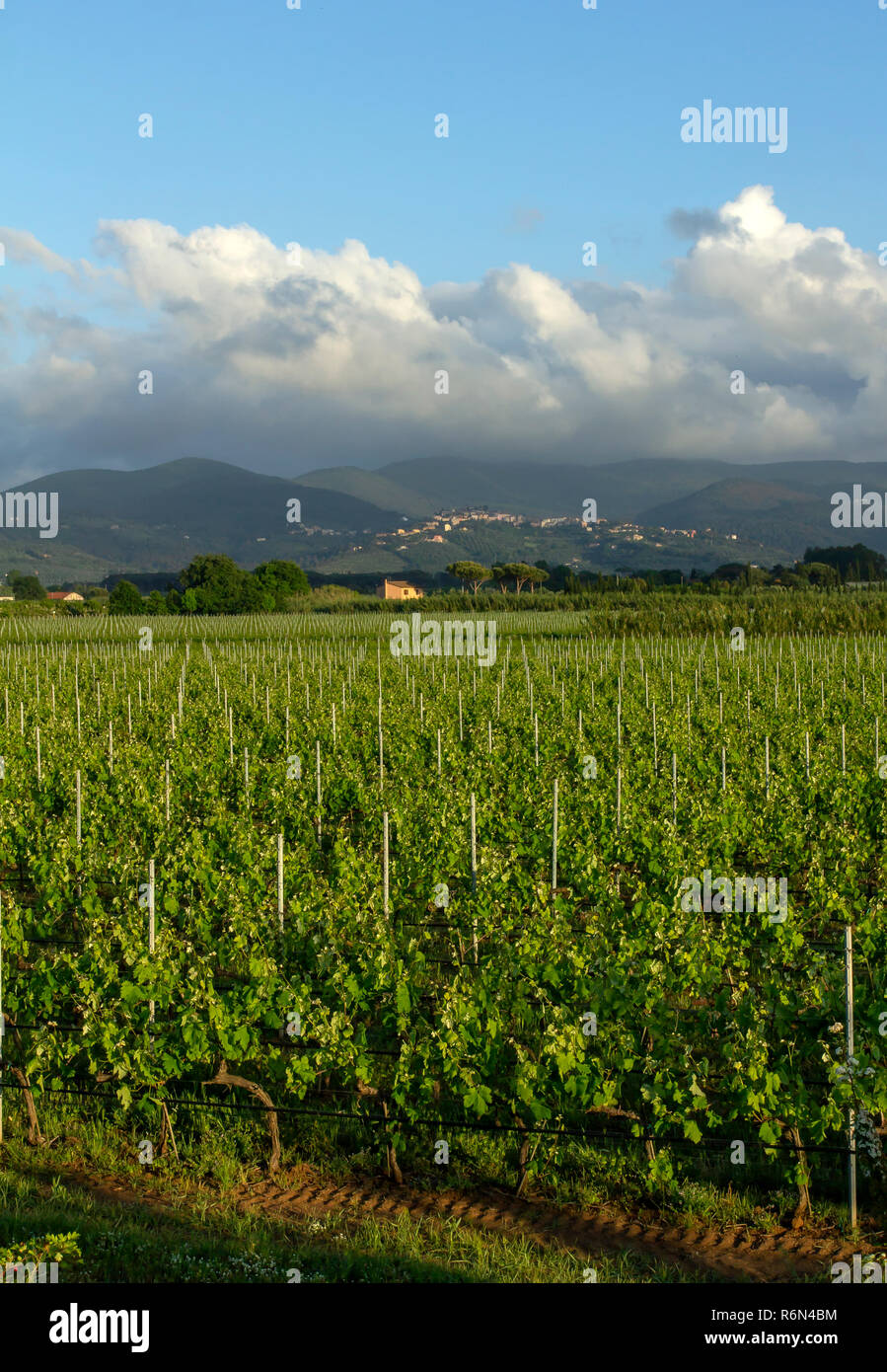 Traditional countryside and landscapes of beautiful Tuscany. Vineyards ...