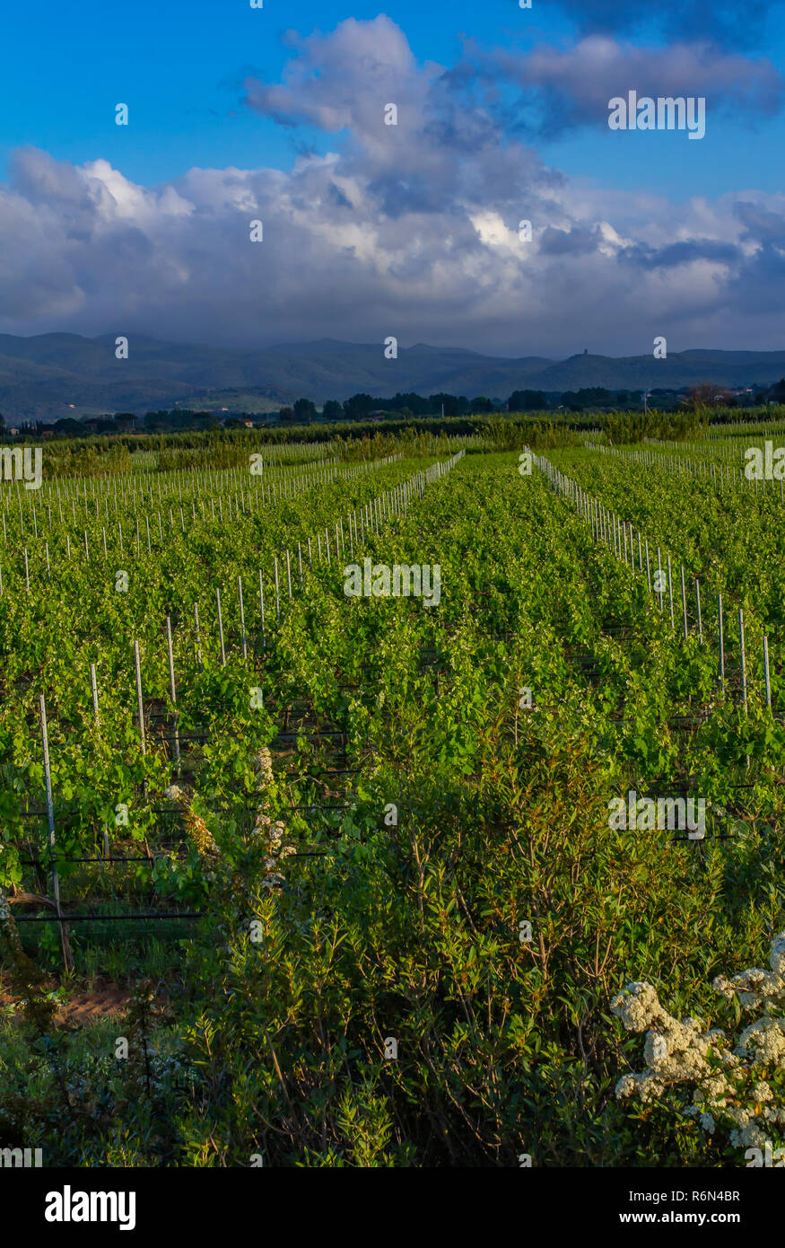 Traditional countryside and landscapes of beautiful Tuscany. Vineyards ...
