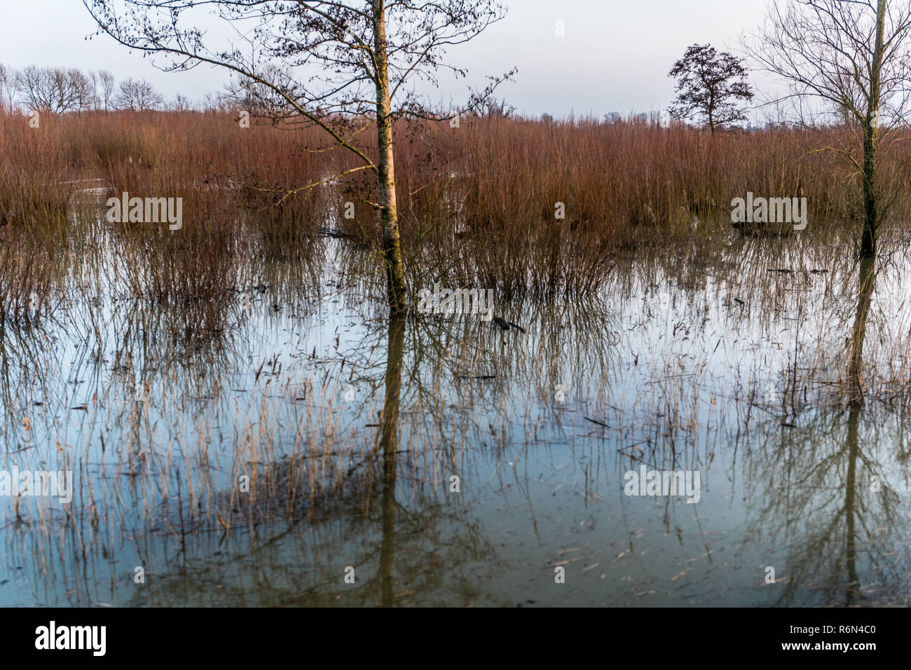 Hardinxveld, Netherlands - 2018-01-14: reflections of trees and willow ...