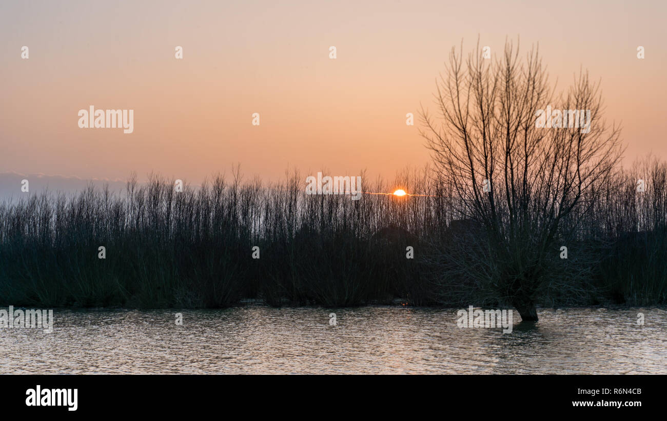 Hardinxveld, Netherlands - 2018-01-14: pollard willow and coppices in ...