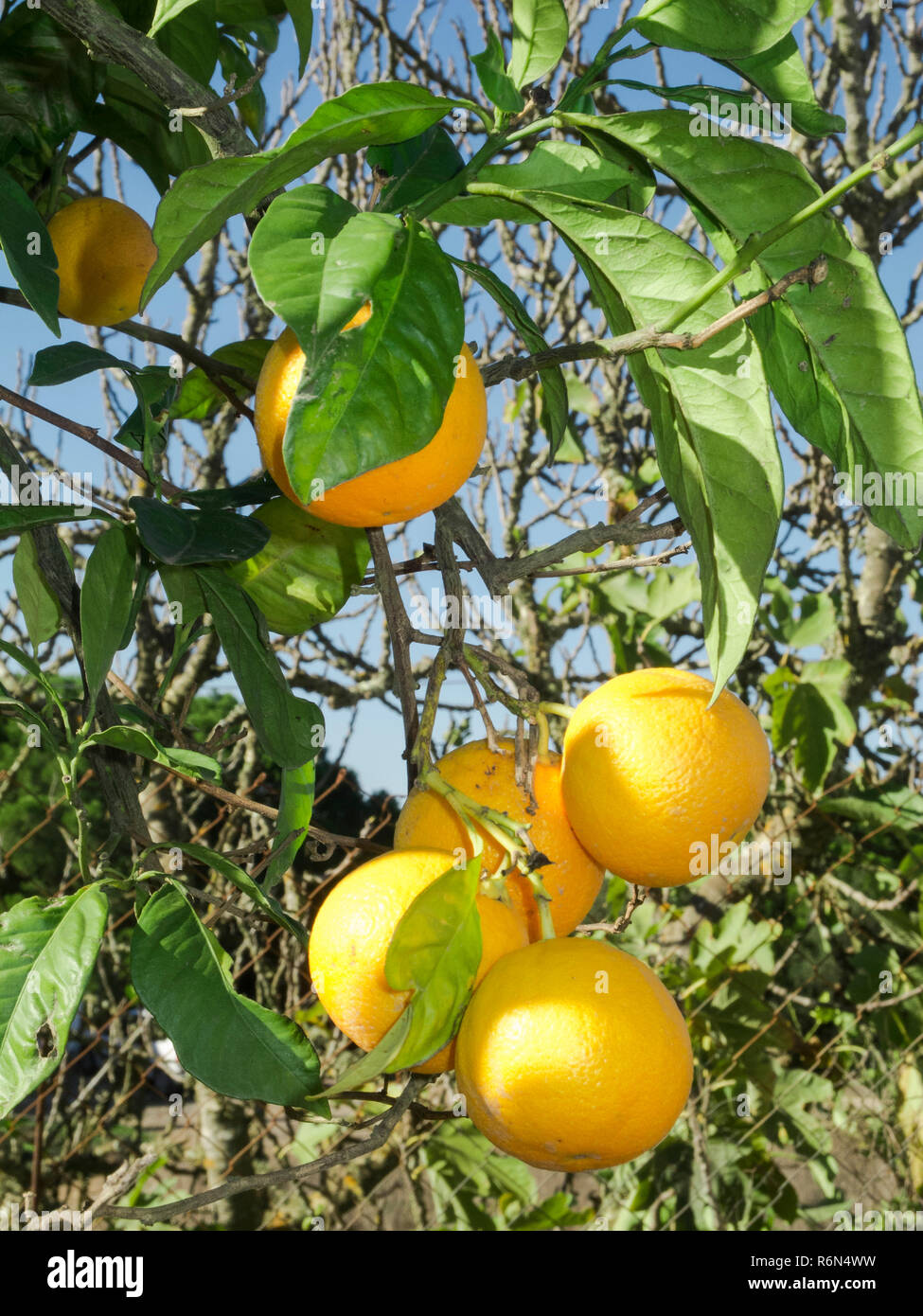 lemon tree in the garden Stock Photo - Alamy