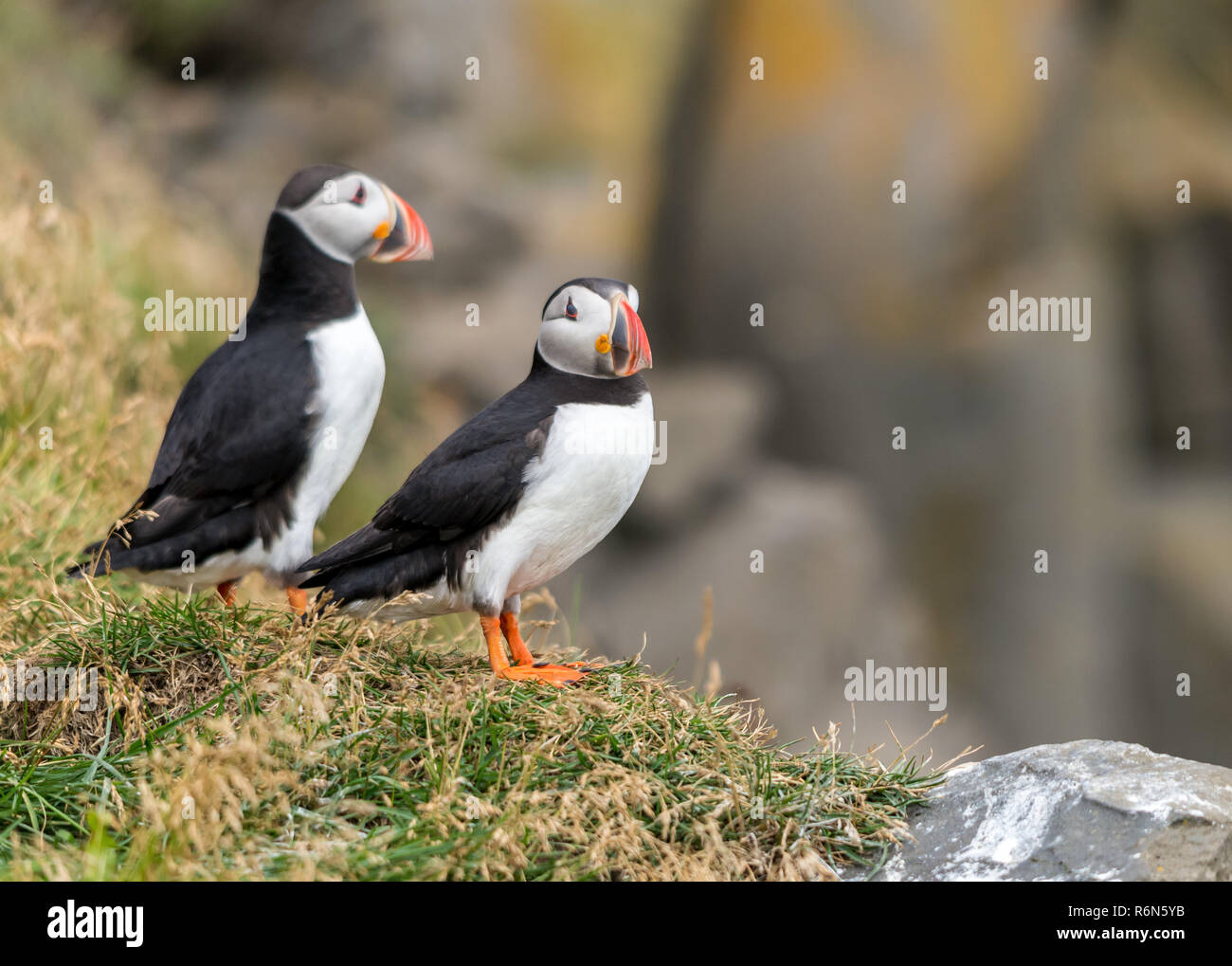 The Atlantic puffin, also known as the common puffin Stock Photo - Alamy