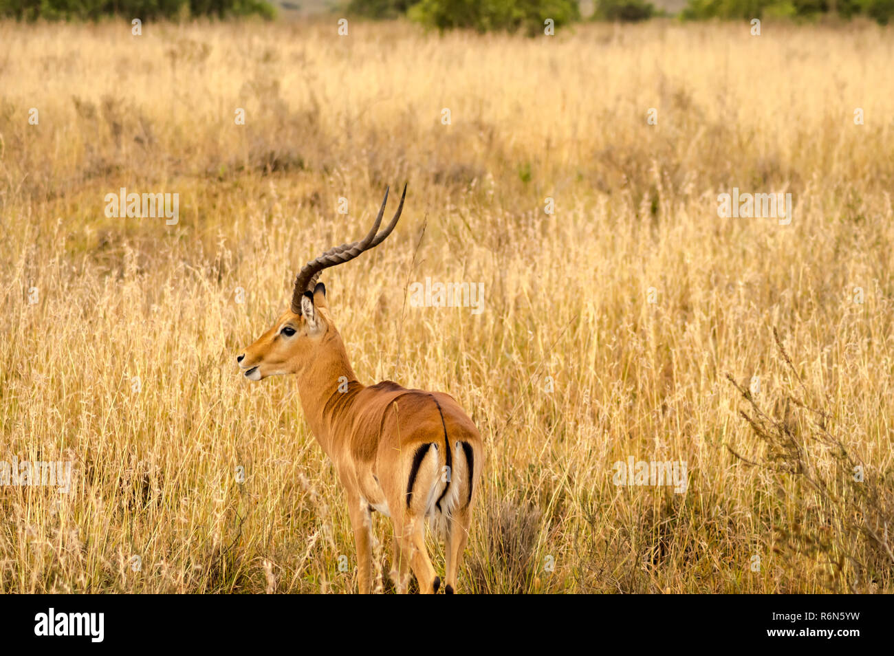 Impala in the savannah scrub of Nairobi Park in Kenya Stock Photo - Alamy