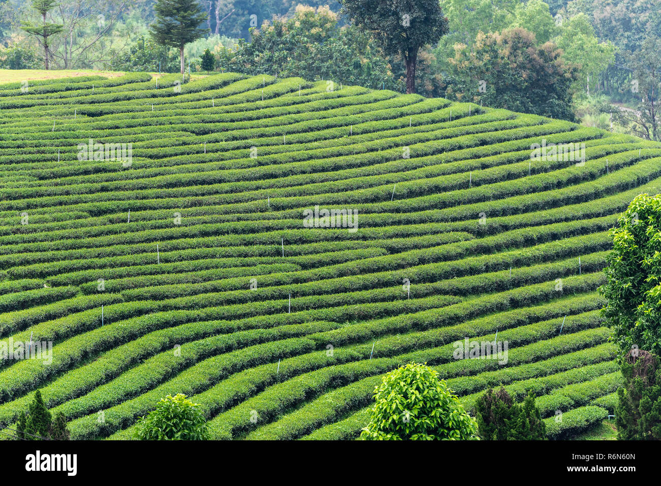Tea plantation , Thailand Stock Photo - Alamy