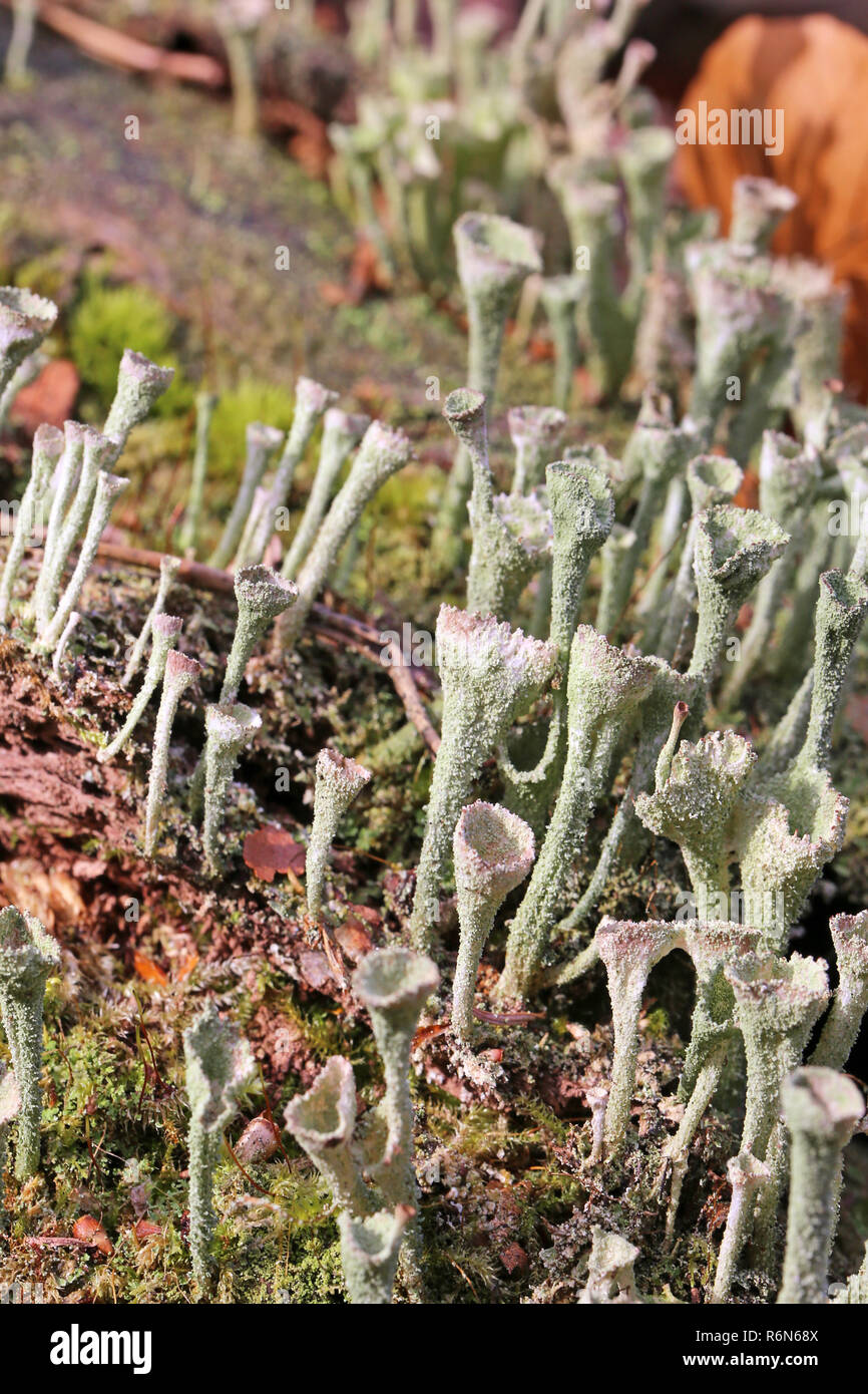 trumpet lichen cladonia fimbriata Stock Photo - Alamy