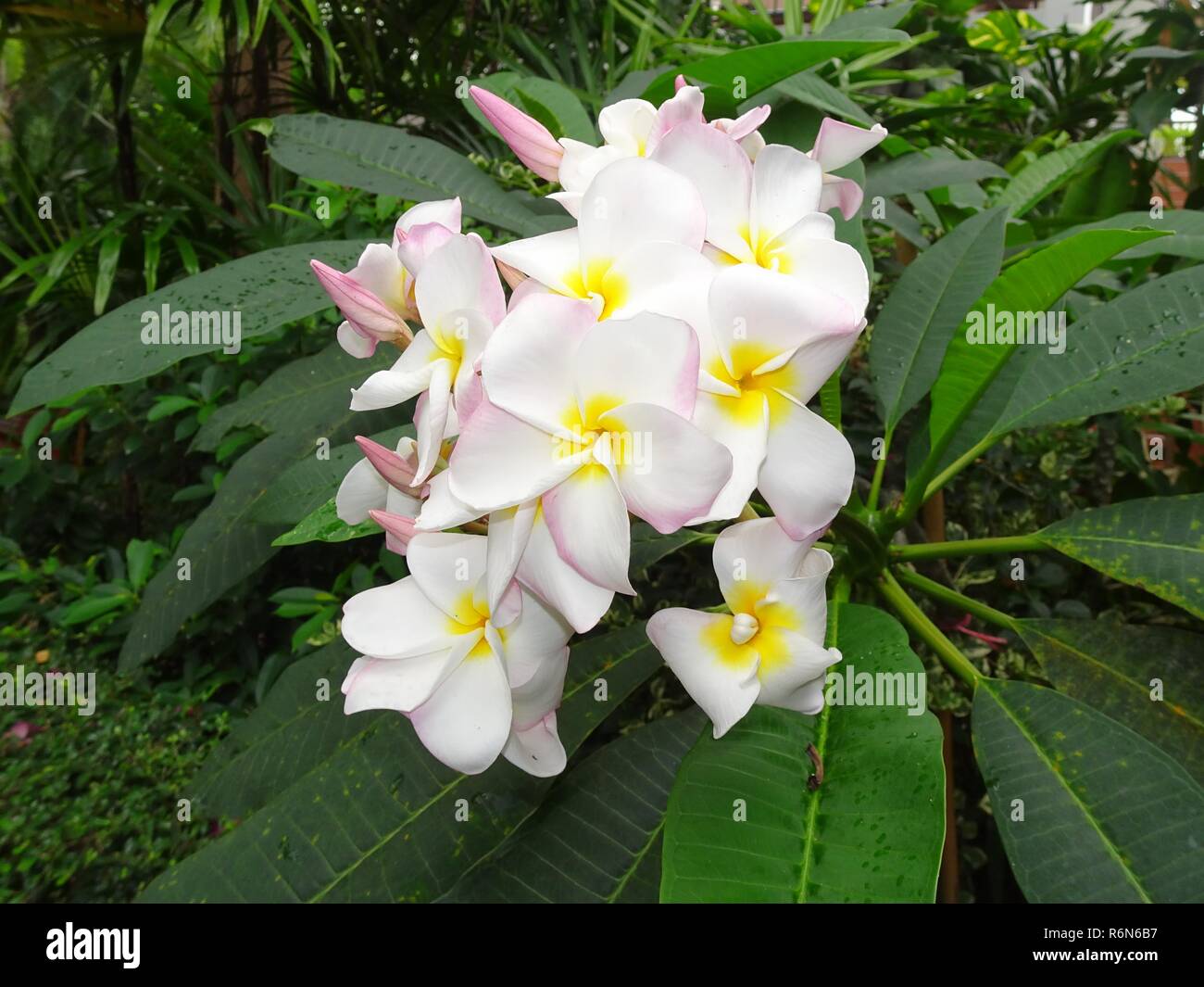 Frangipani trunk hi-res stock photography and images - Alamy