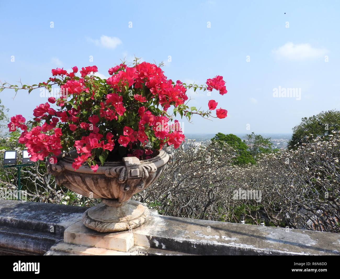 Triple flower hi-res stock photography and images - Alamy